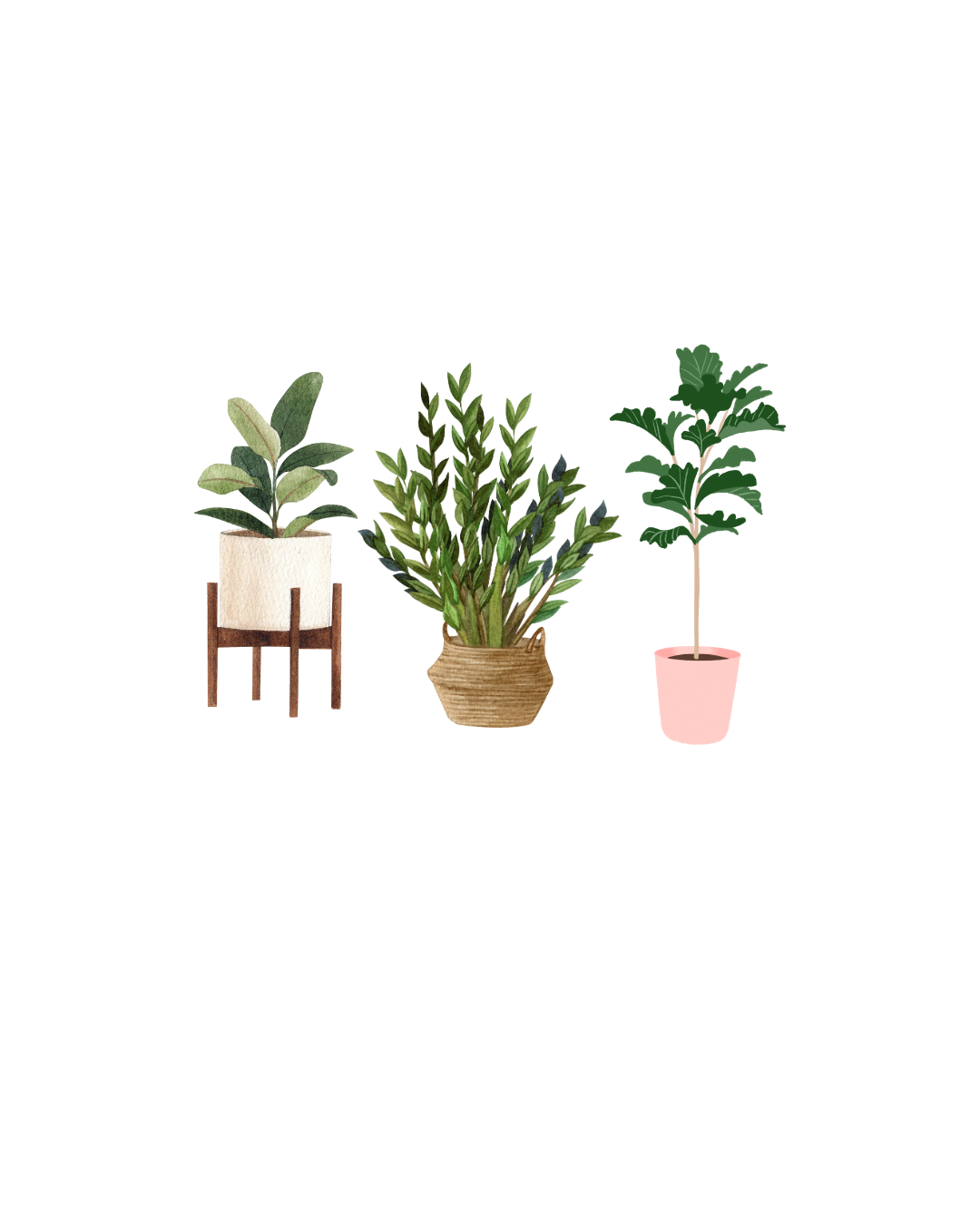 Anthurium – Silver Garden