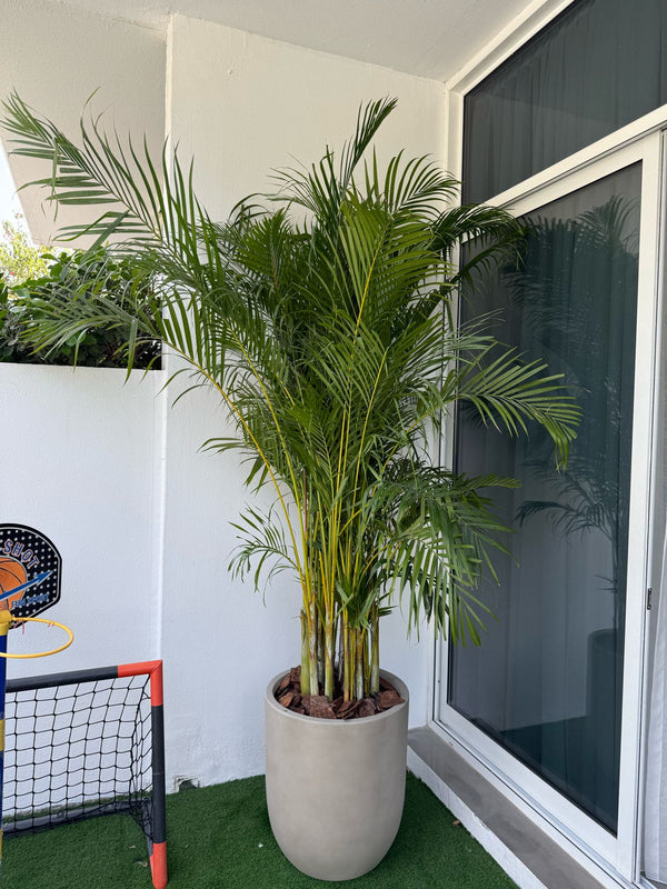 Giant Areca Palm - Fiber Pot – Silver Garden