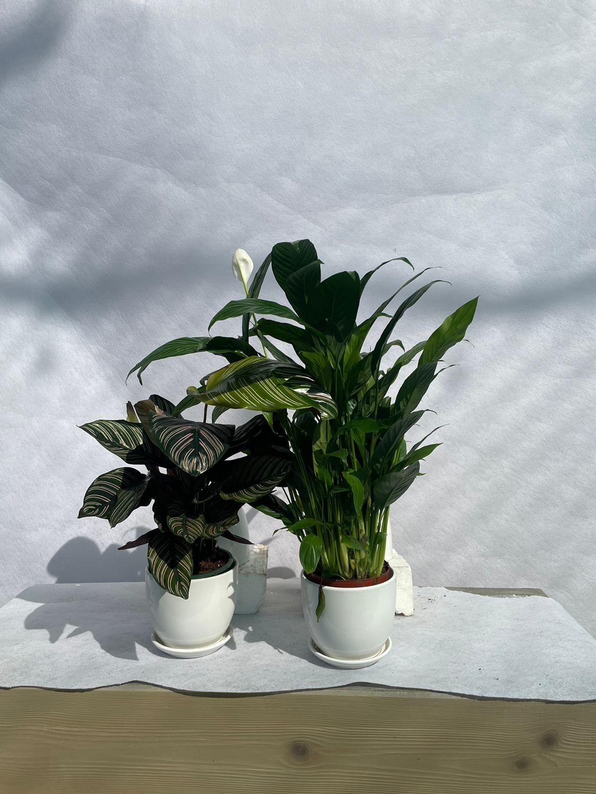Peace Lily & Calathea Bundle – Silver Garden