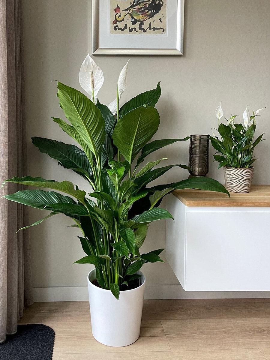 Giant Peace Lily – Silver Garden