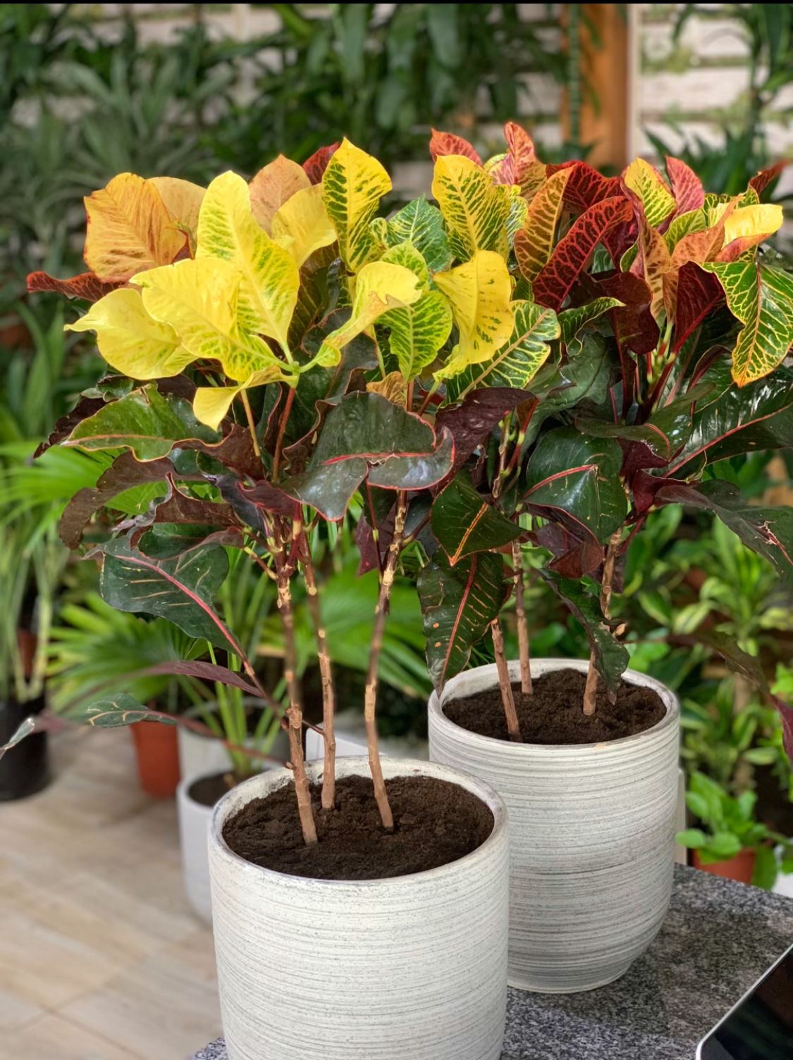 Croton - In Beautiful Pot ( EACH ) – Silver Garden