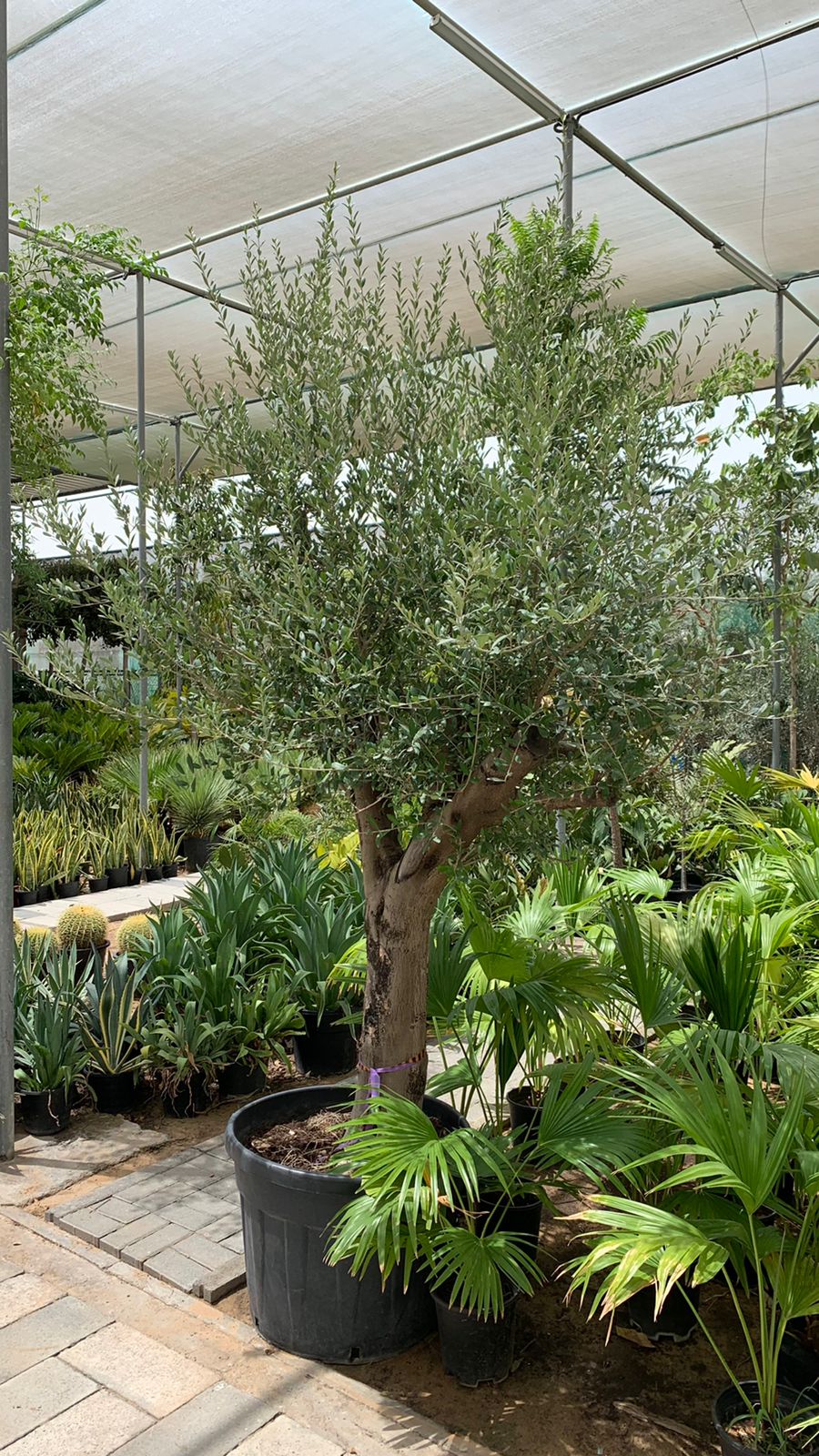 Big Olive Trees in Nursery pot – Silver Garden