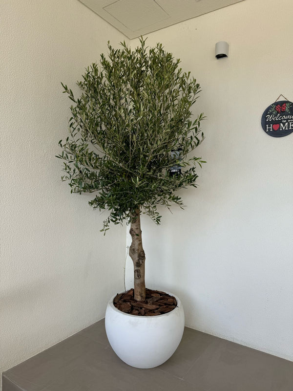 Olive Tree - Round Fiber – Silver Garden