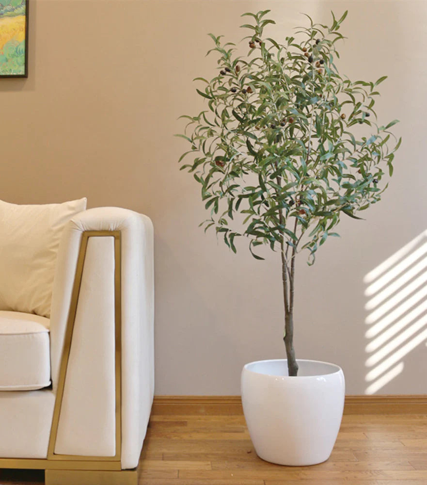 15-20 YEARS old Olive tree – Silver Garden